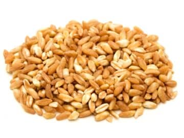 25 BEST High Protein Foods For Weight Loss